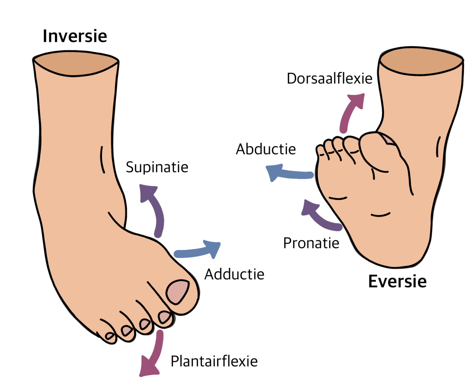 Basistermen Anatomieboekje | Geneesleer
