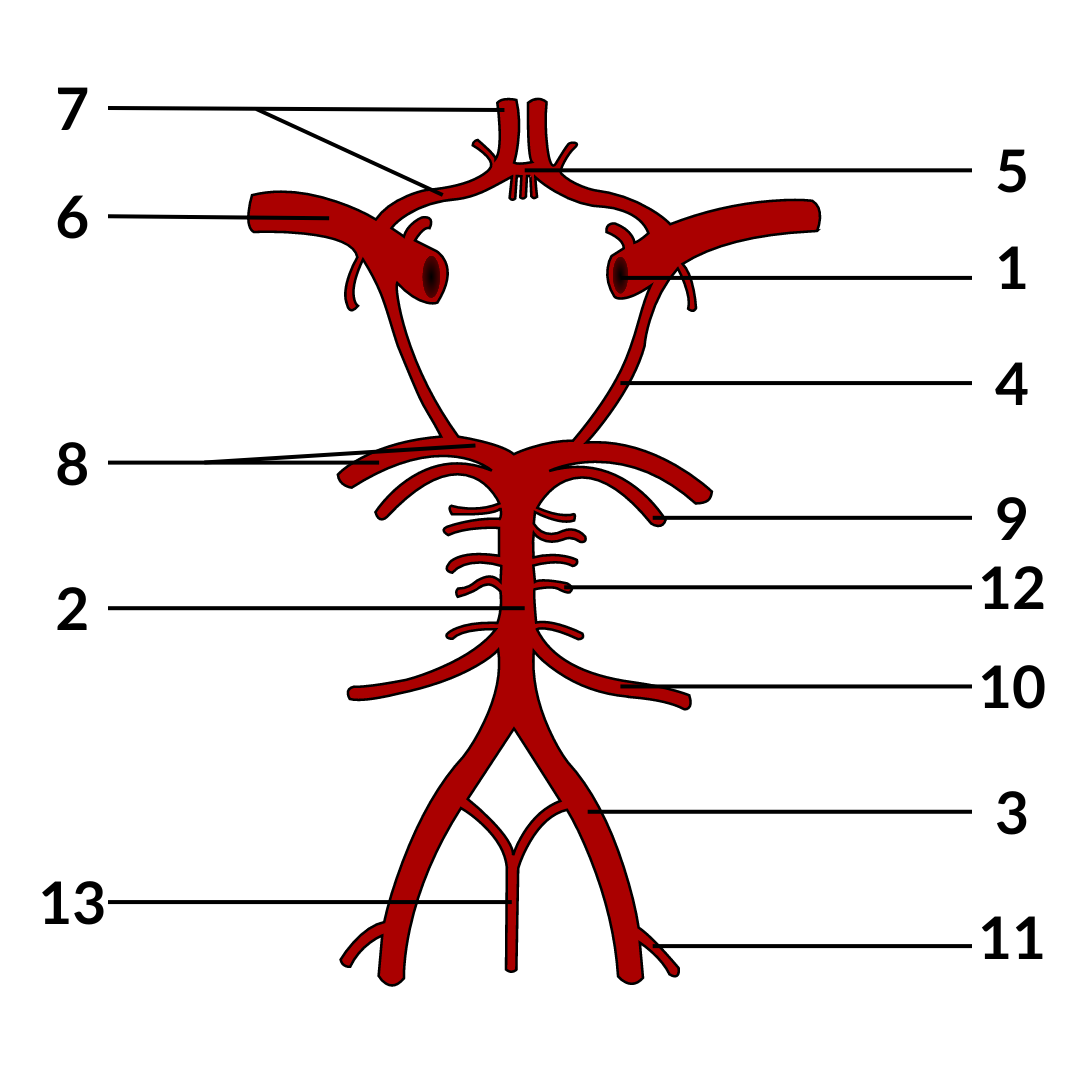 Cirkel van Willis | Klinische Anatomie | Geneesleer